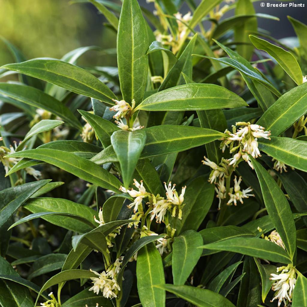 Sarcococca hookeriana var.humilis Fragrant Valley - Arbuste persistant ...