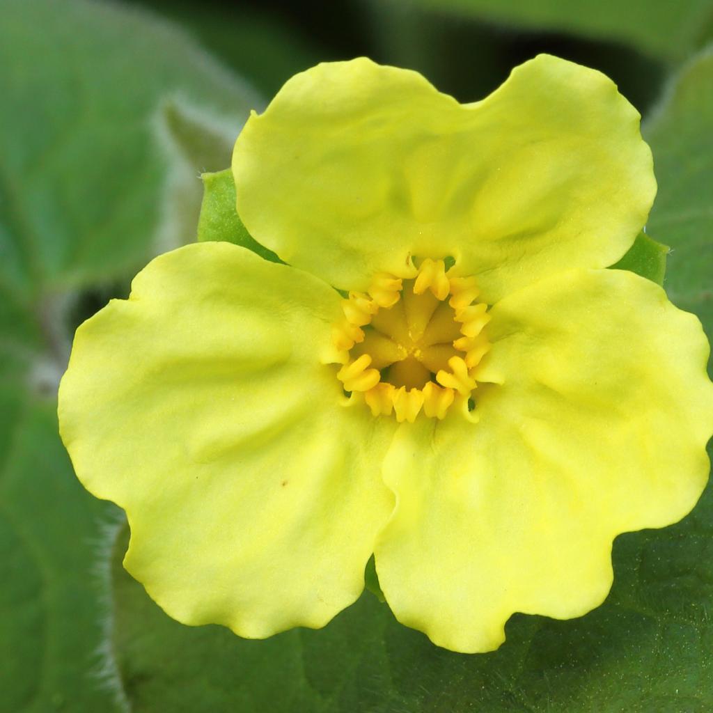 Saruma henryi - Une vivace d'ombre humide, fantastique et méconnue, aux ...