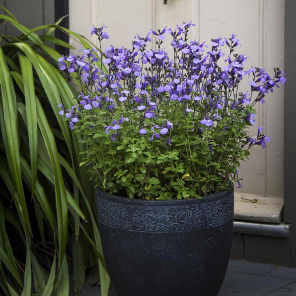 Salvia microphylla So Cool Pale Blue - Une sauge arbustive aux fleurs ...
