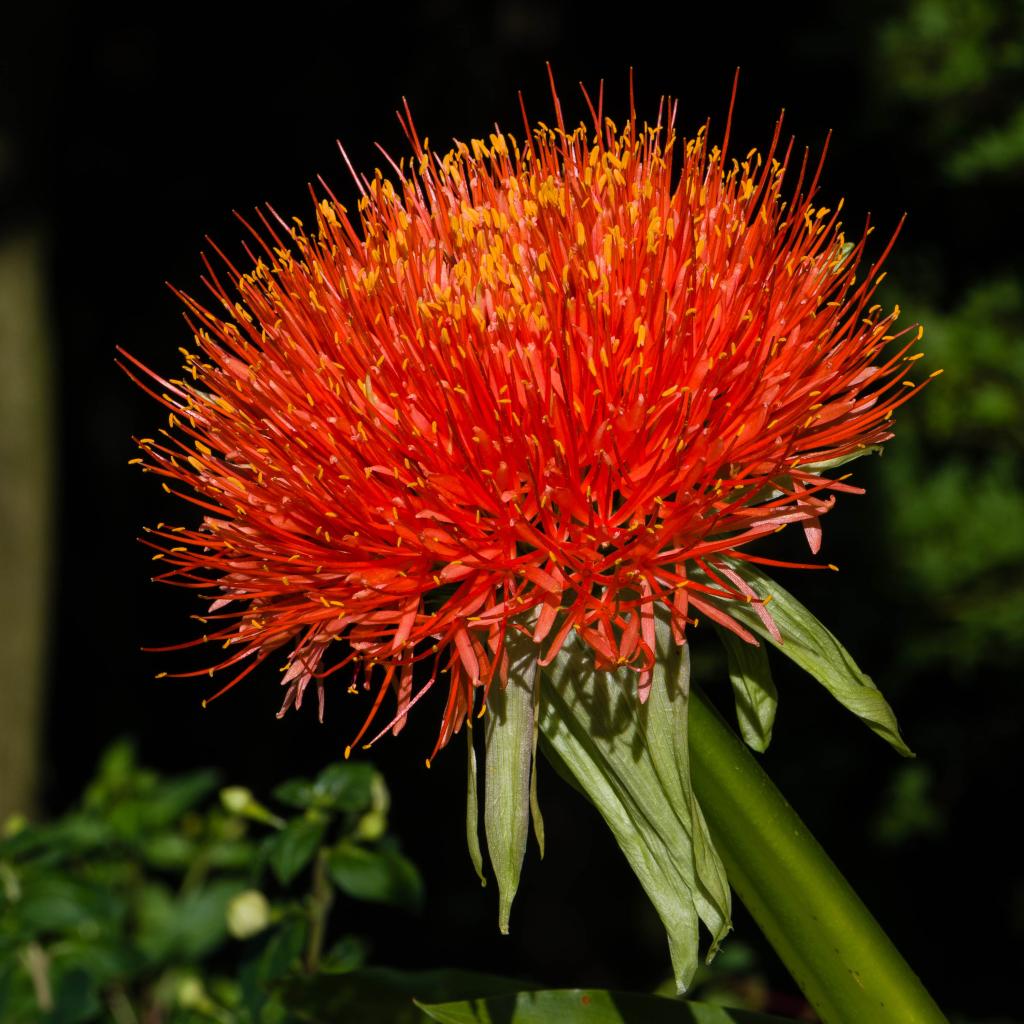 Scadoxus multiflorus subsp multiflorus - Haemanthus multiflorus Martyn ...