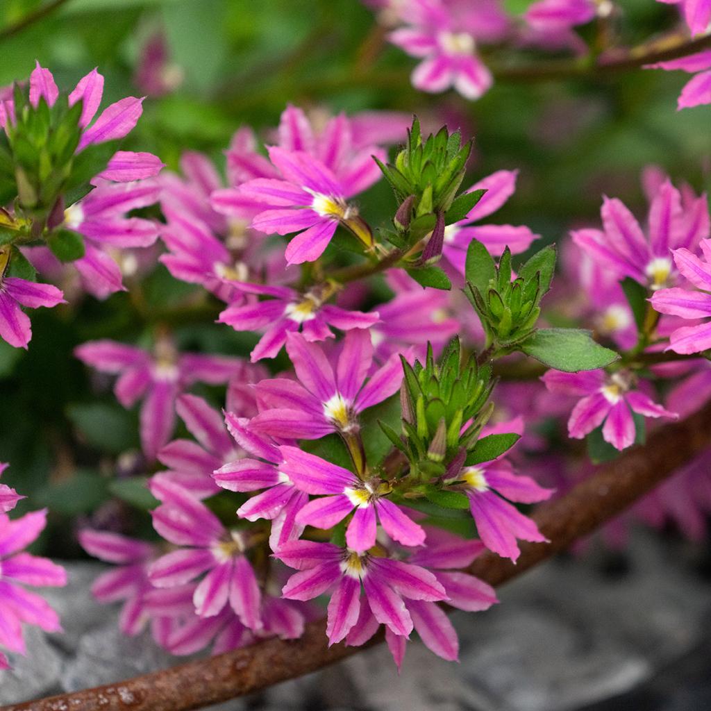 Scaevola aemula Deep Pink Touch - Annuelle pour potées à fleurs rose foncé