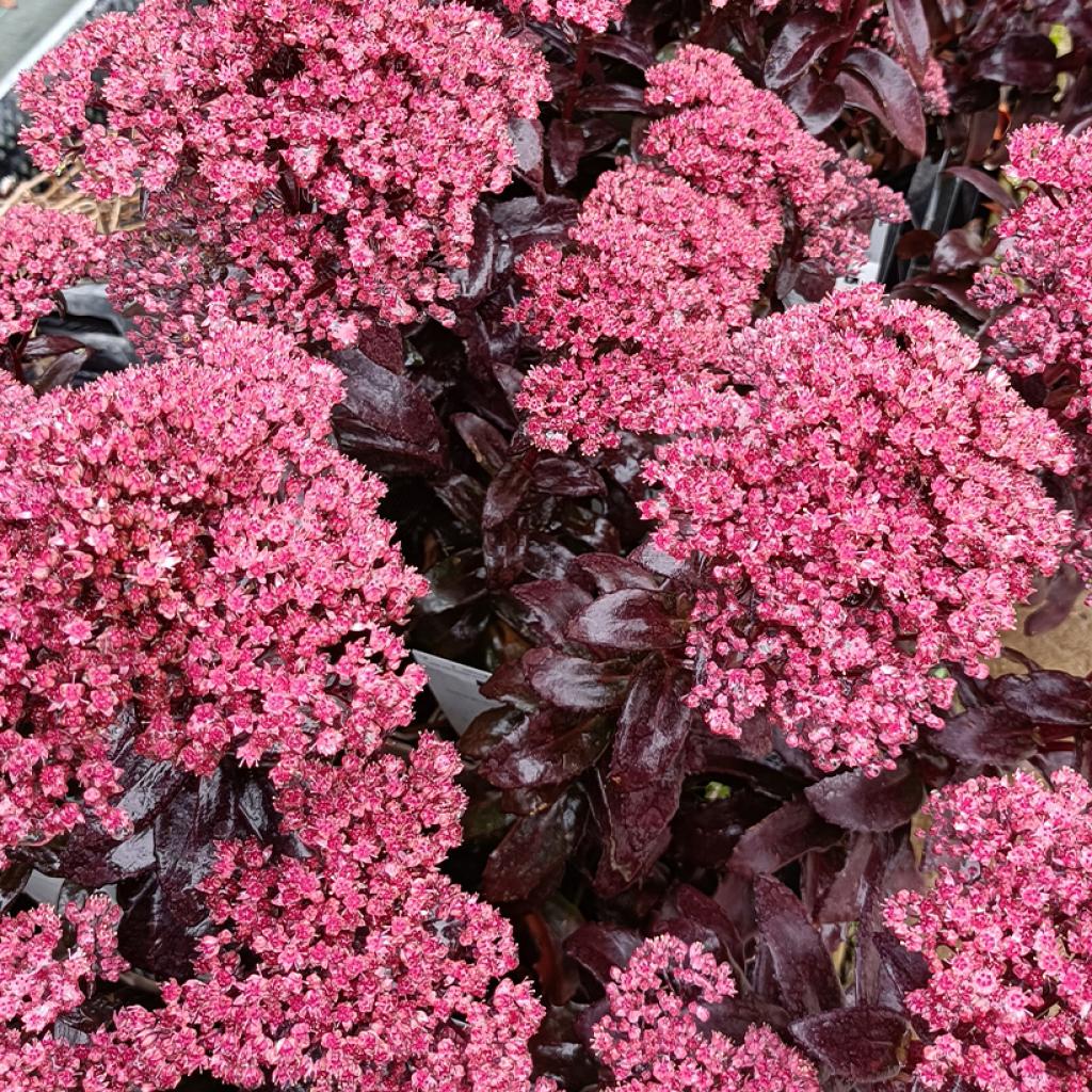 Sedum Dark Magic - Orpin - Vivace à grandes fleurs roses sur feuillage ...