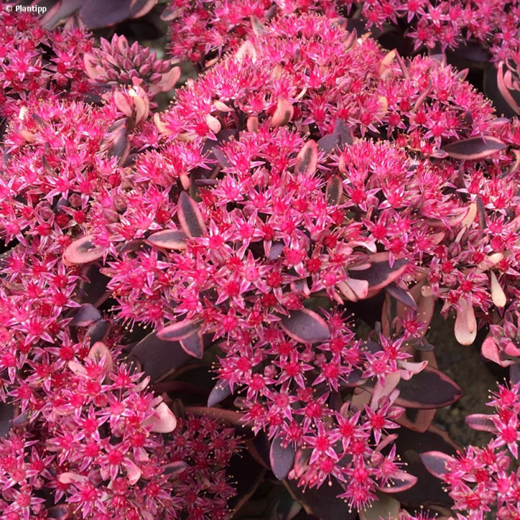 Sedum Sunsparkler Dream Dazzler - Vivace bien colorée, au feuillage bordé de rose et fleurs rose vif