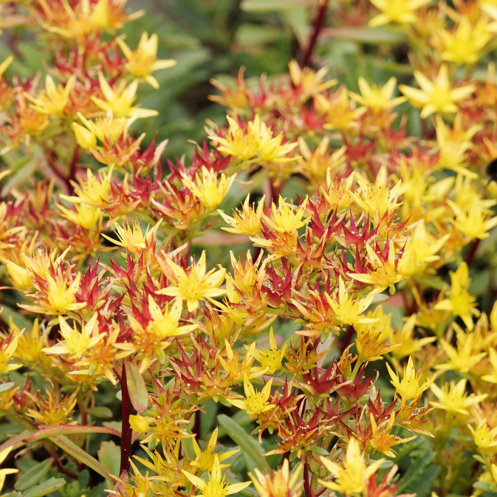 Sedum floriferum Weihenstephaner Gold – Orpin vivace, couvre-sol de ...