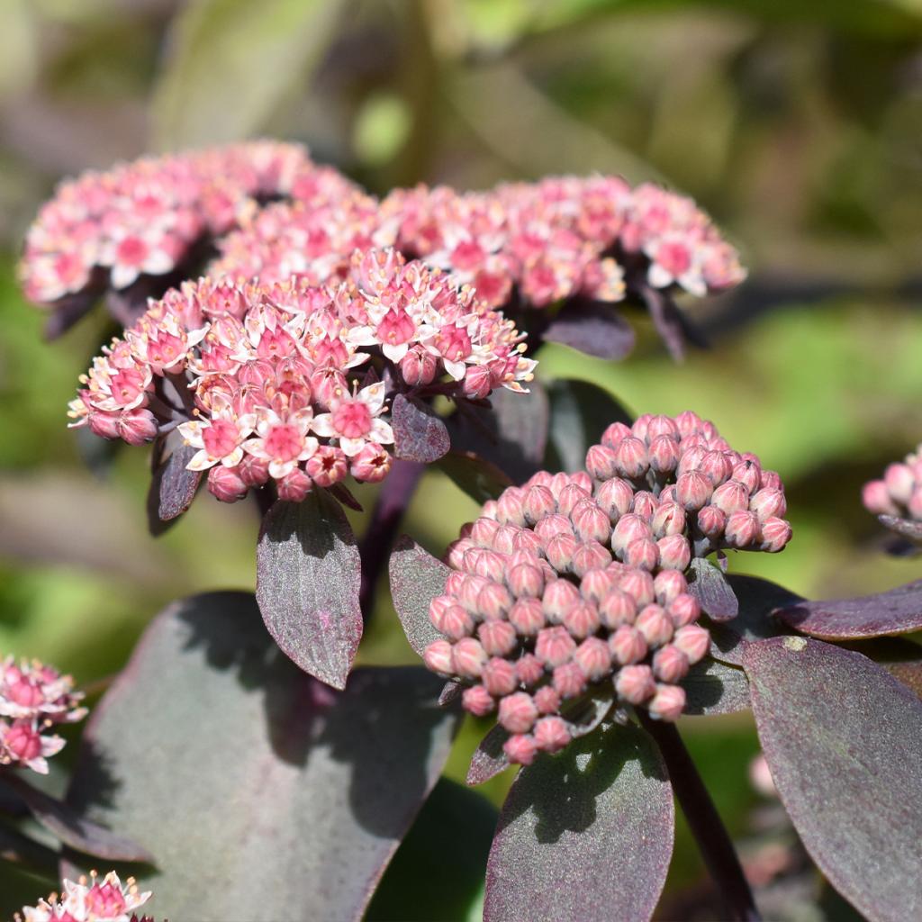 Sedum cauticola Robustum ou Ruby Glow - Orpin au feuillage pourpre et ...