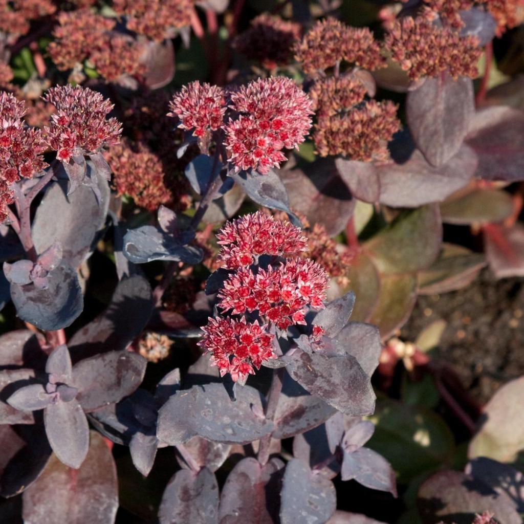 Sedum José Aubergine - Orpin d'automne à feuillage pourpre et fleurs roses