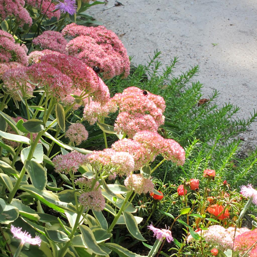 Sedum x Lajos Autumn Charm - Hylotelephium - Orpin d'automne panaché à ...