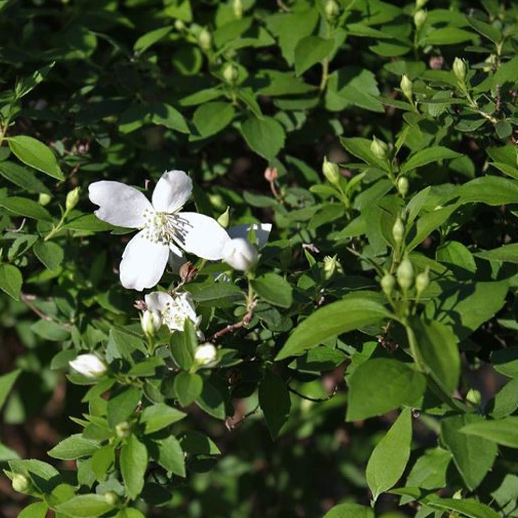 Philadelphus Silberregen - Arbuste compact à floraison blanche très ...