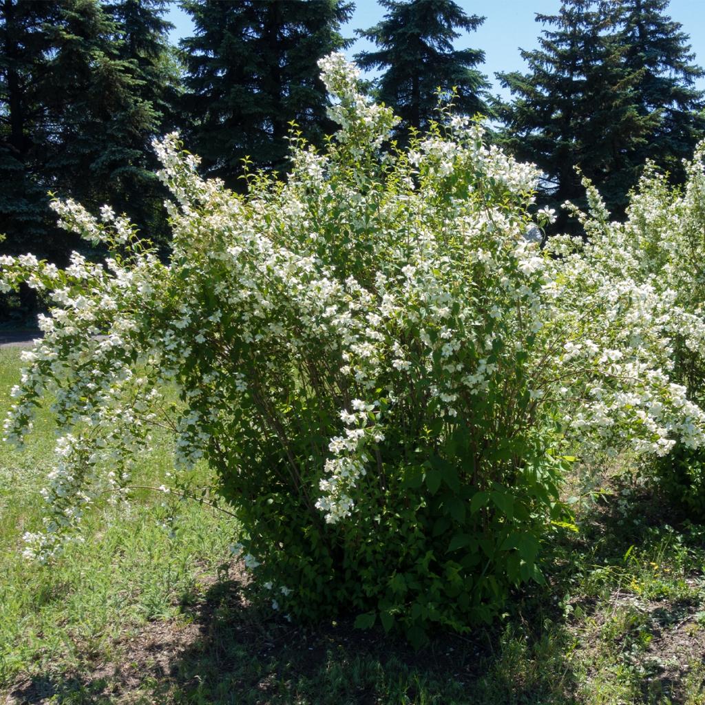 Philadelphus Silberregen - Arbuste compact à floraison blanche très ...