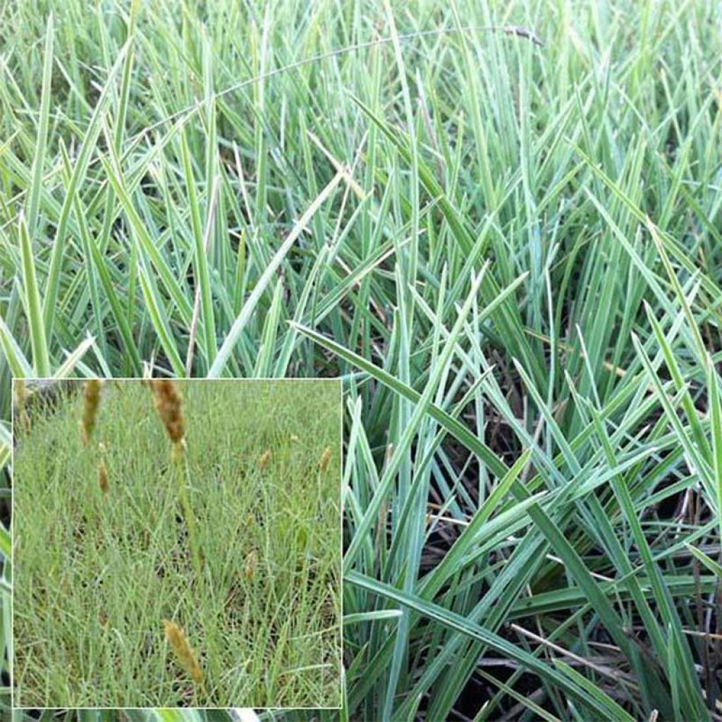 Sesleria nitida - Seslérie - Une graminée de sol sec, à feuillage gris ...