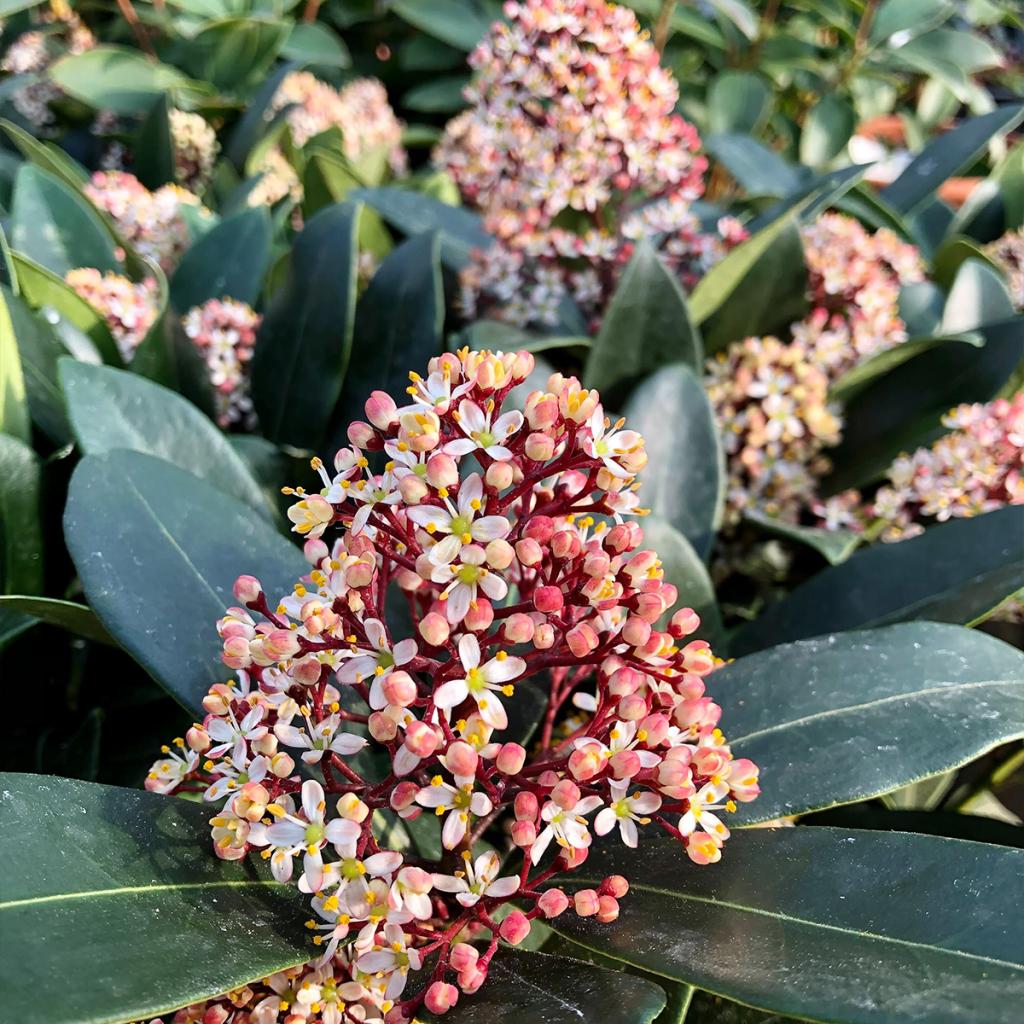 Skimmia japonica Rubella - Arbuste persistant mâle à floraison rosée
