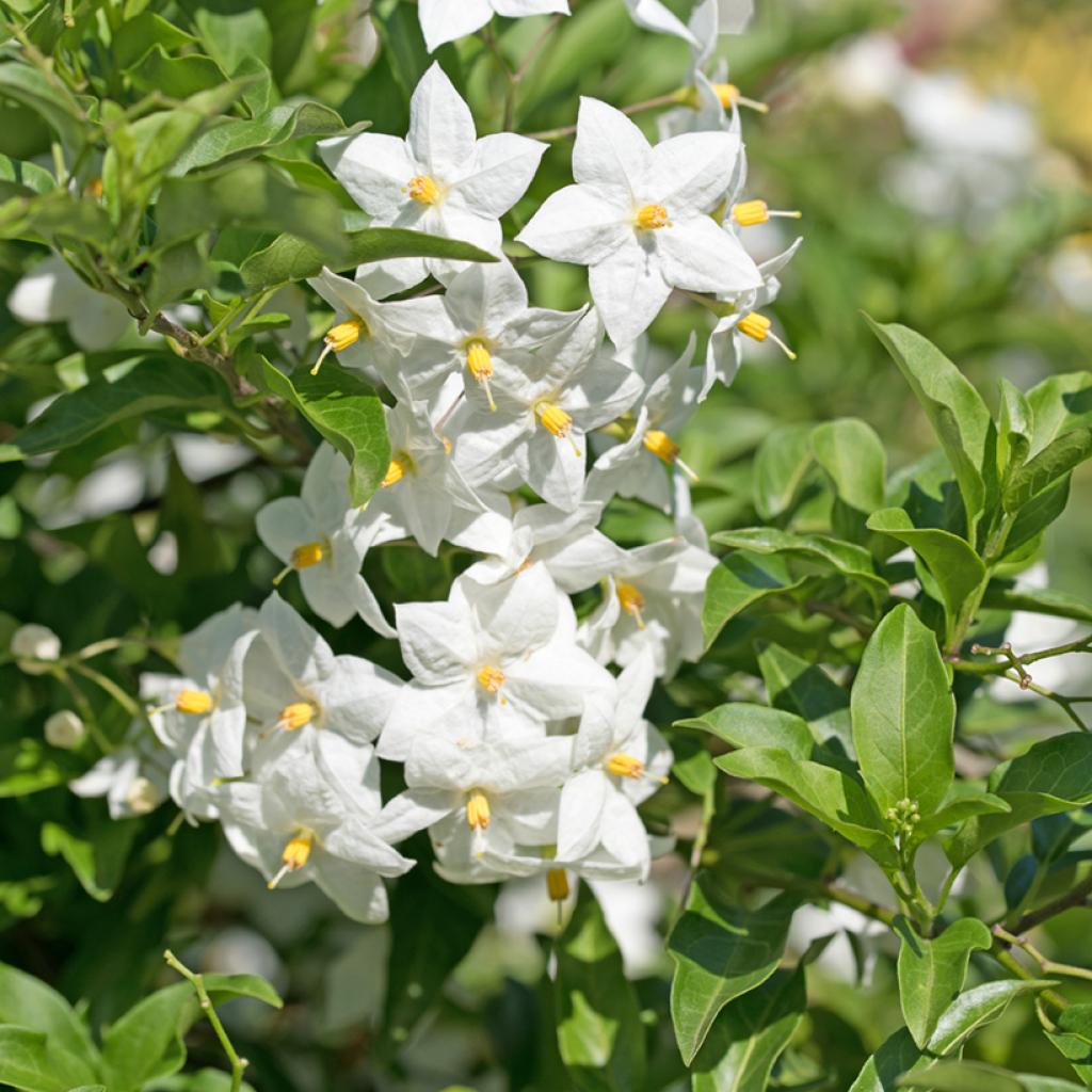Solanum jasminoides ou Solanum laxum - Morelle faux jasmin - Grimpante ...