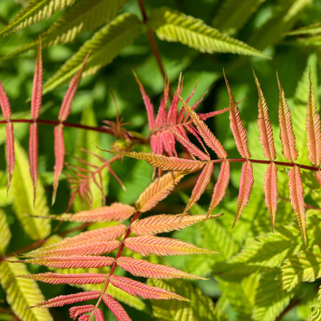 Sorbaria sorbifolia Matcha Ball - Fausse spirée à feuilles de sorbier ...