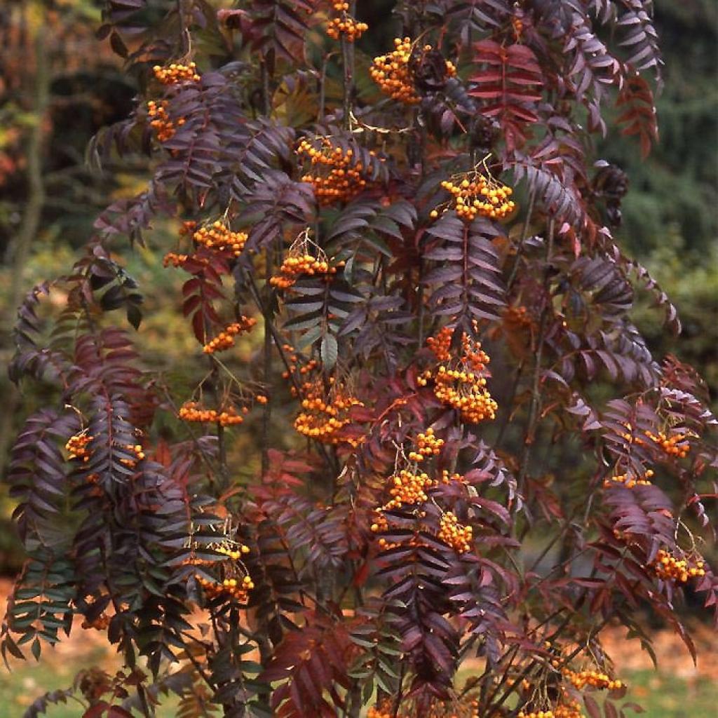 Verwunderlich Sorbus Aucuparia Autumn Spire Bilder