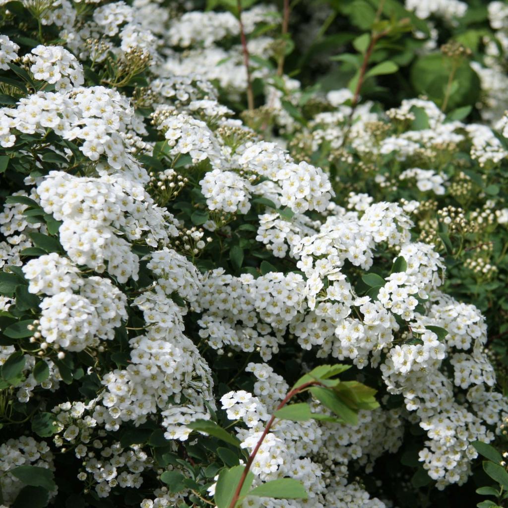 Spiraea arguta - Spirée blanche, arbuste gracieux à floraison blanche