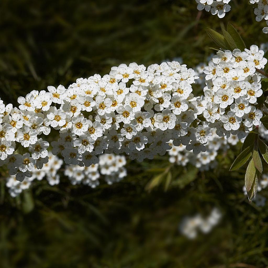 Spiraea cinerea Grefsheim - Spirée dentelée très floriflère, blanche