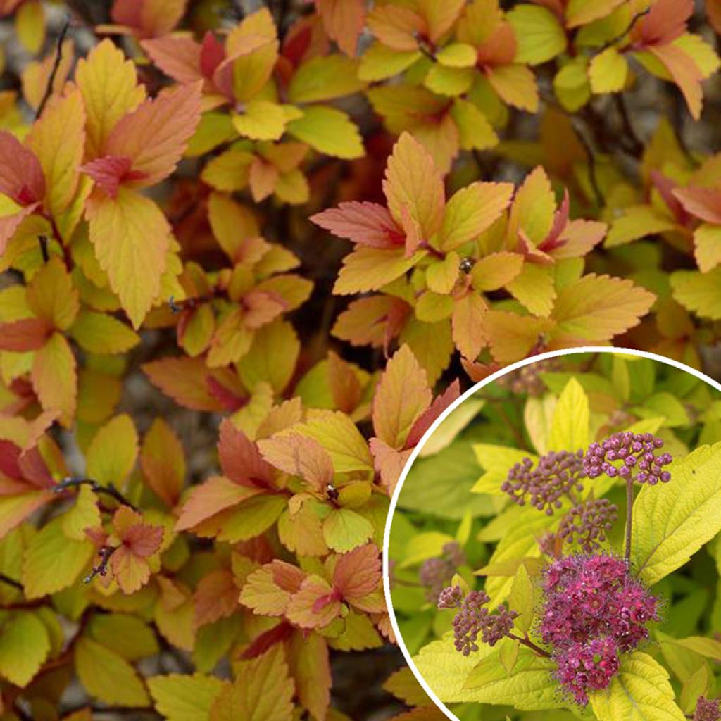 Spiraea japonica Little Flame Minspil04 - Spirée japonaise compacte au ...