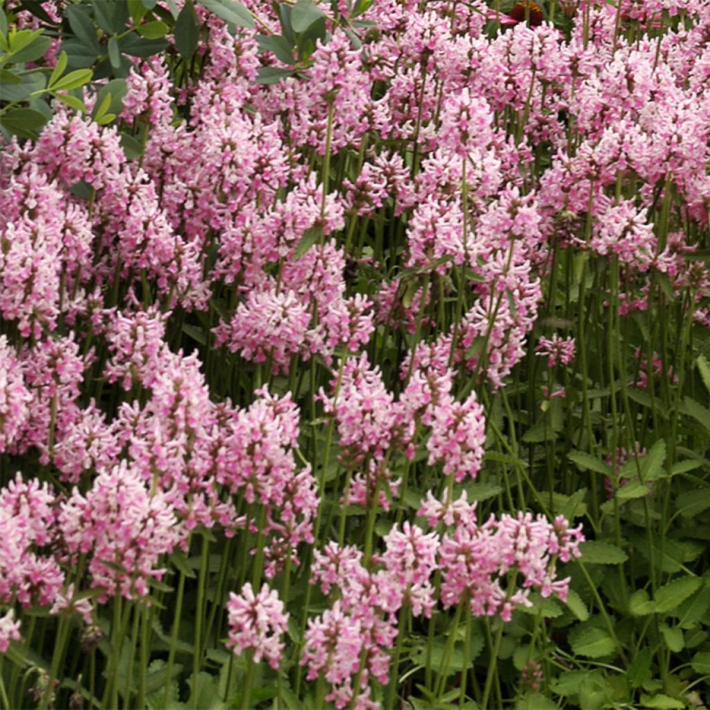 Bétoine - Stachys officinalis Pink Cotton Candy - D'exquises fleurs ...