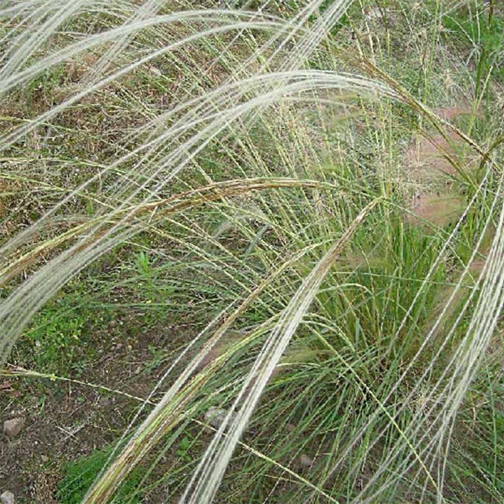 Stipa barbata - Stipe barbue, cheveux d'ange - Une graminée vivace des ...