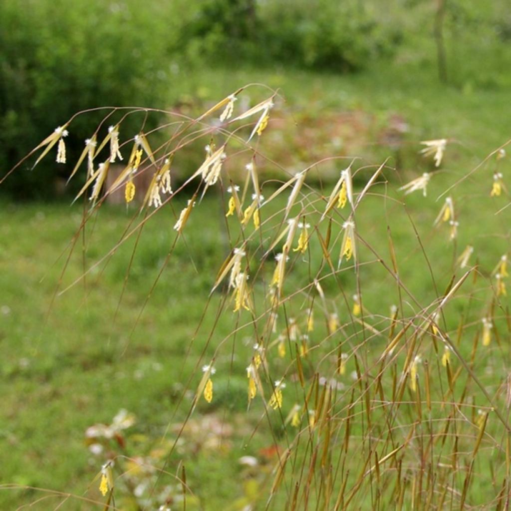 Stipa gigantea - Stipe géante - Graminée vivace