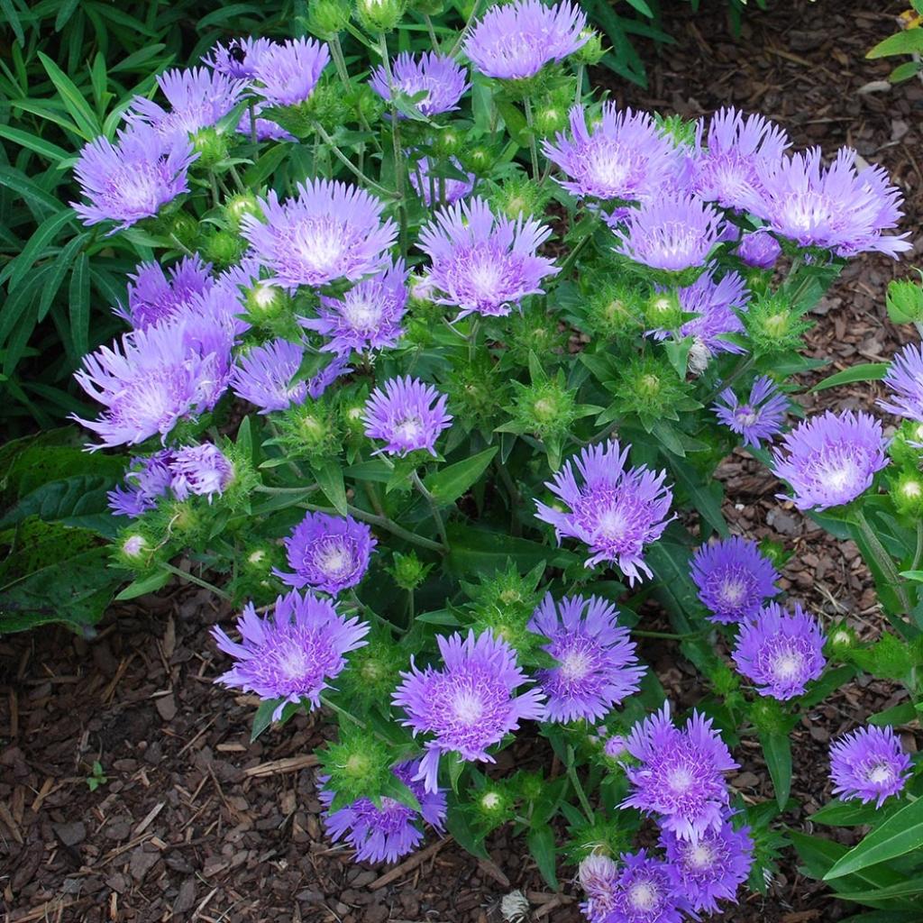 Stokesia laevis Blue Star - Bleuet d'Amérique - Vivace en rosette ...