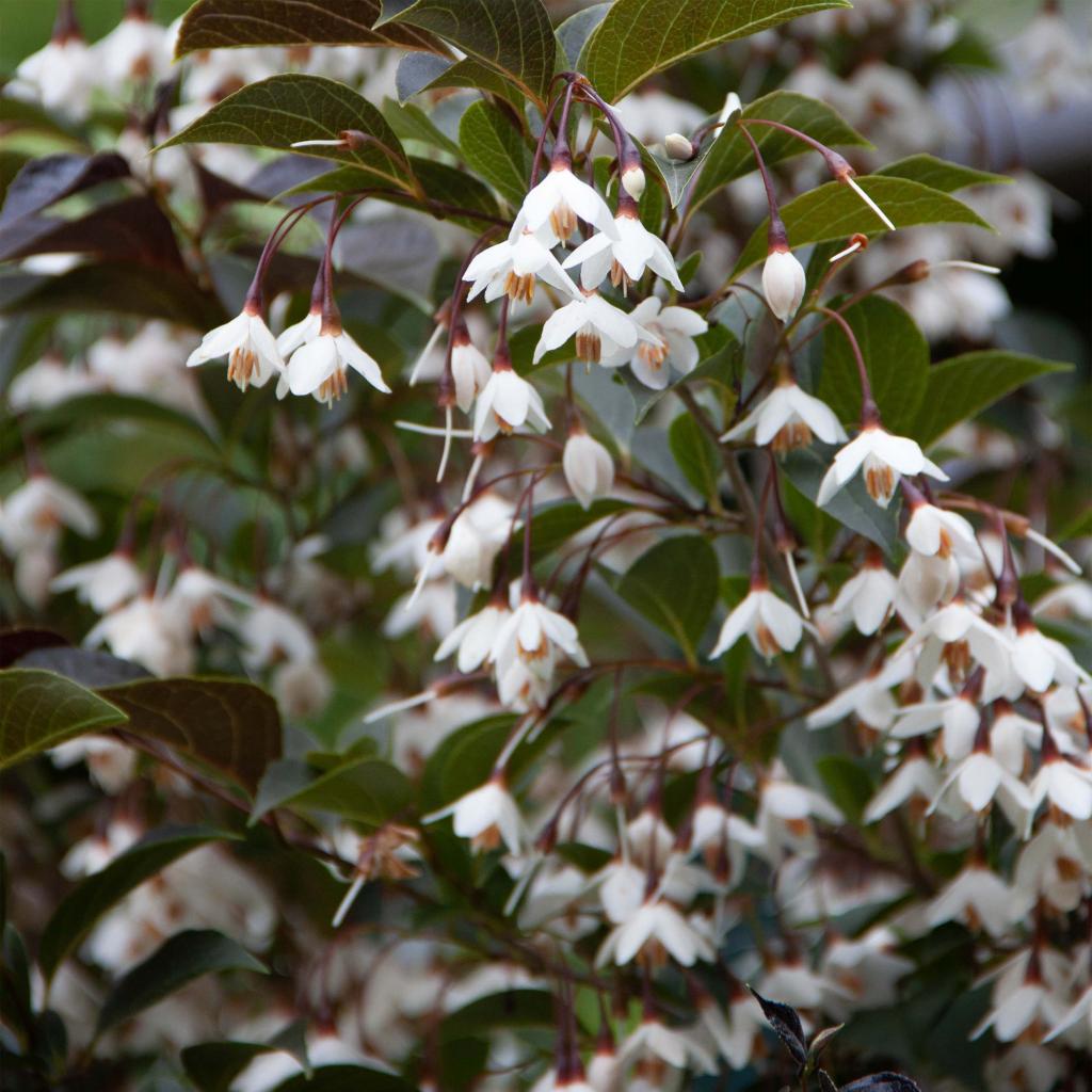 Styrax japonica Evening Light - Feuillage sombre, étoiles blanches