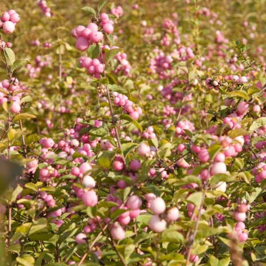 Symphorine Amethyst - Symphoricarpos doorenbosii à baies roses