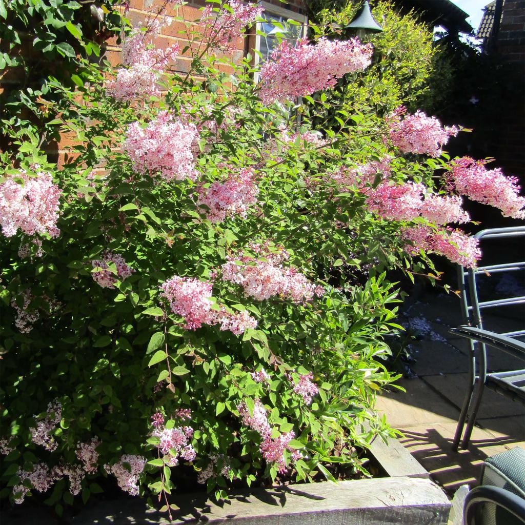 Lilas nain Palibin - Syringa meyeri, florifère et parfumé, fleurs rose ...