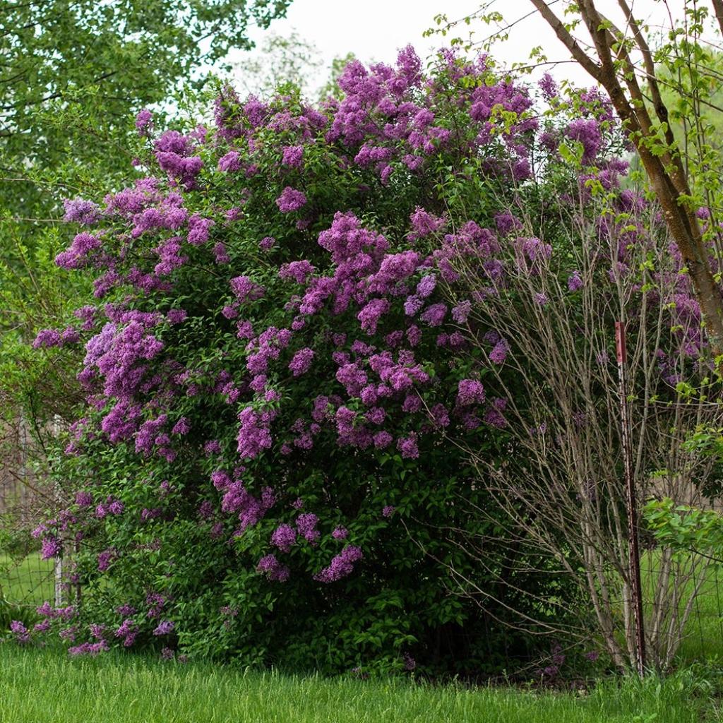 Syringa vulgaris – Lilas commun, un arbuste caduc à la floraison ...
