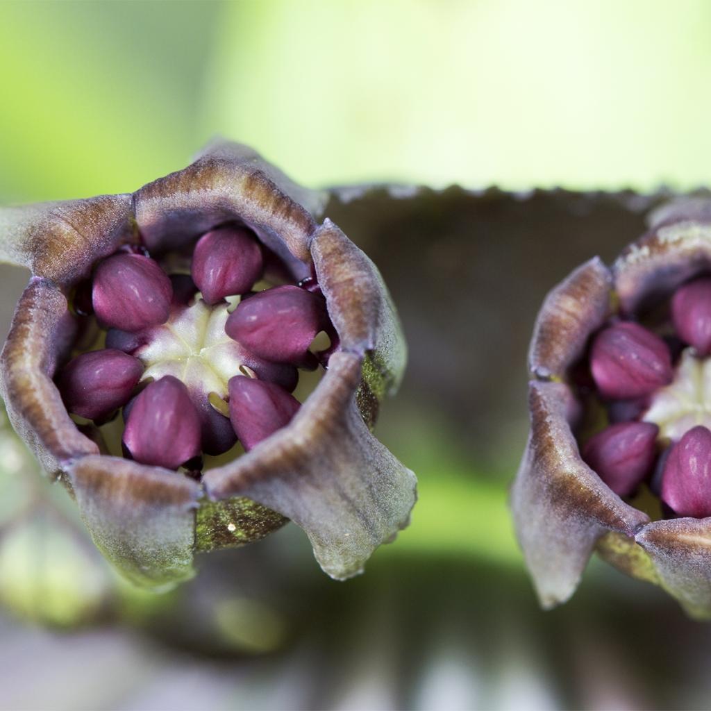 Tacca integrifolia Nivea- Bulbe de Fleur Chauve-souris blanche