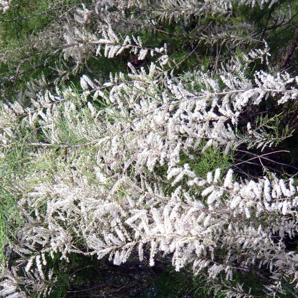 Tamaris ramosissima Hulsdonk White - Tamaris d'été à floraison blanche