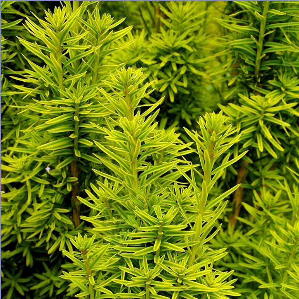 Taxus baccata David - If commun - Arbuste colonnaire à feuillage doré