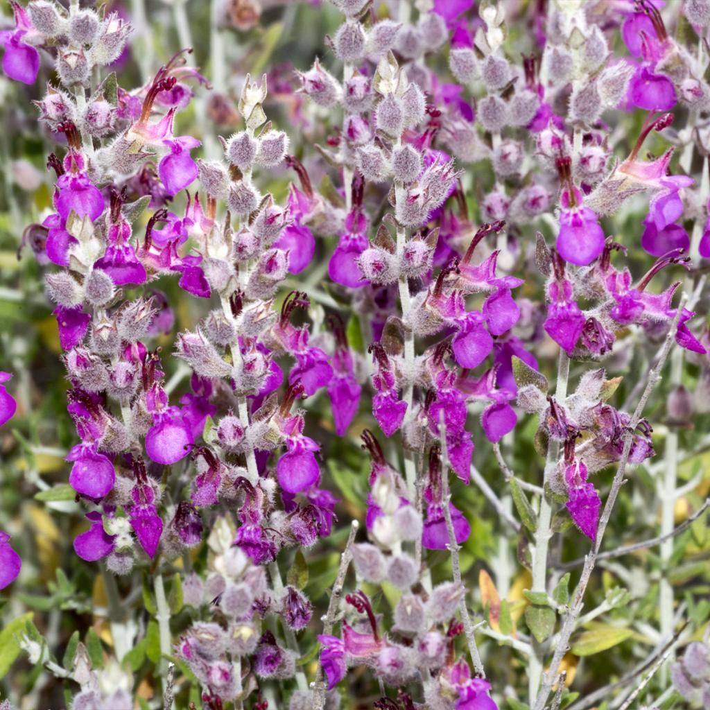 Teucrium marum - Germandrée maritime ou des chats - Sous arbrisseau ...