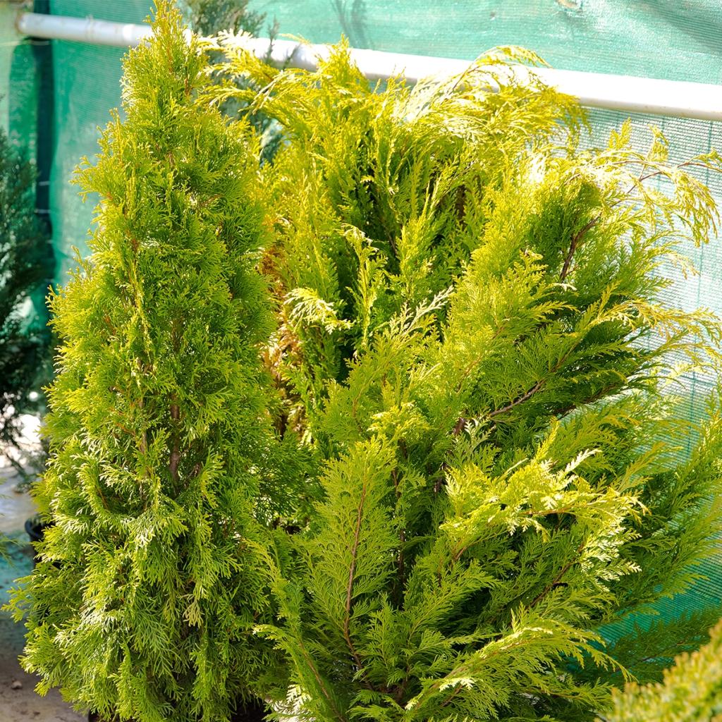Thuja plicata Martin - Thuya à croissance rapide et grand développement