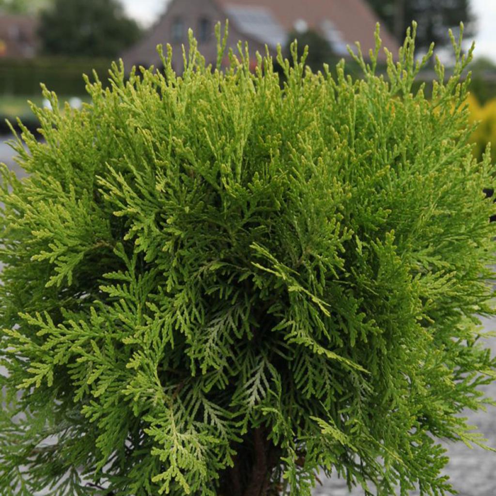 Thuja occidentalis Danica Aurea - Conifère nain en boule et au ...