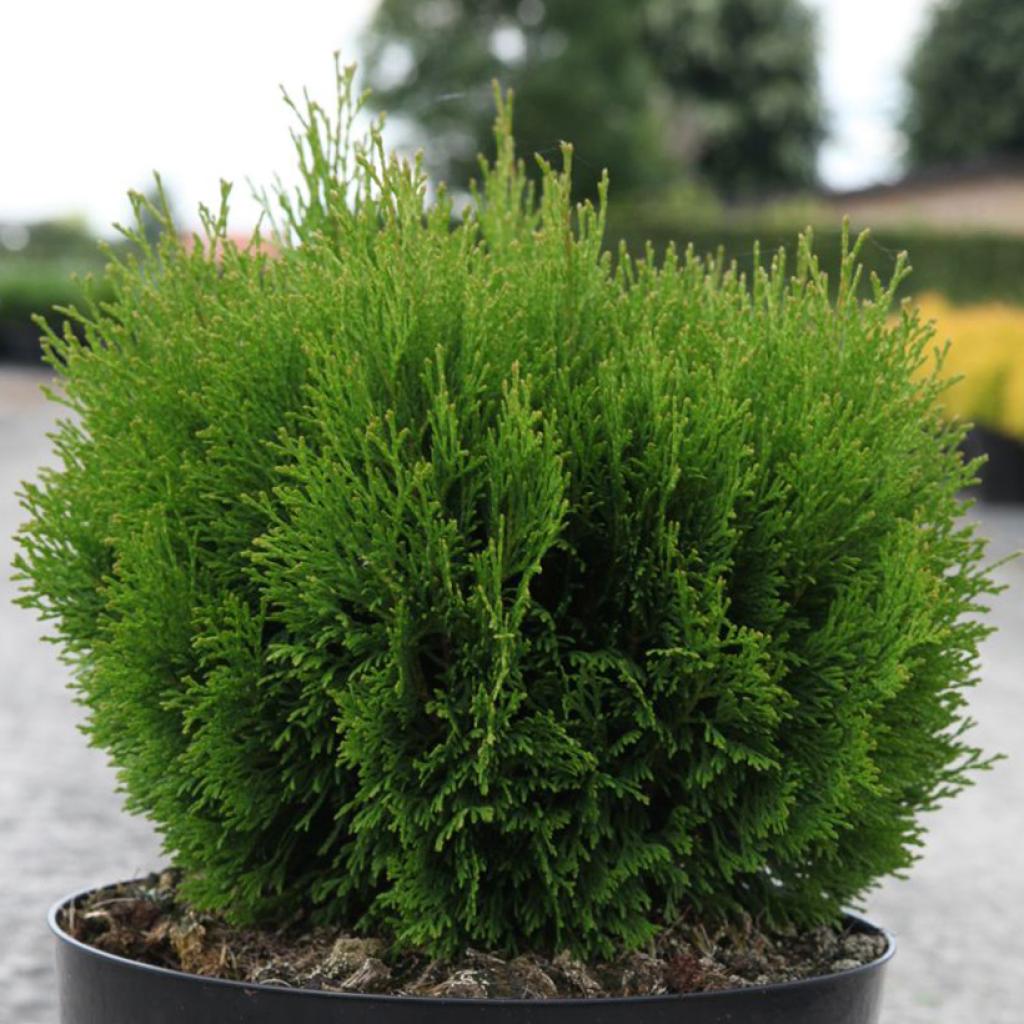Thuja occidentalis Miky - Thuya du Canada compact vert foncé