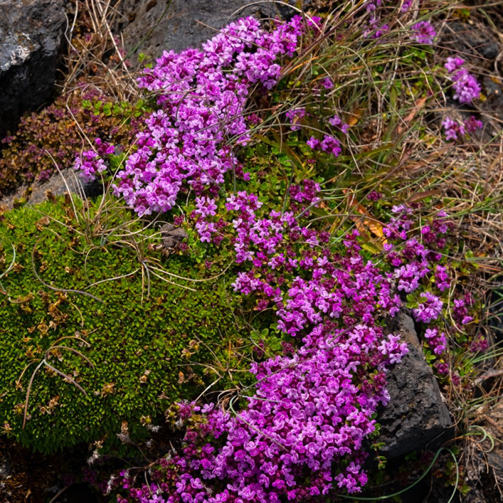 Thymus praecox Bressingham - Thym précoce à floraison rose