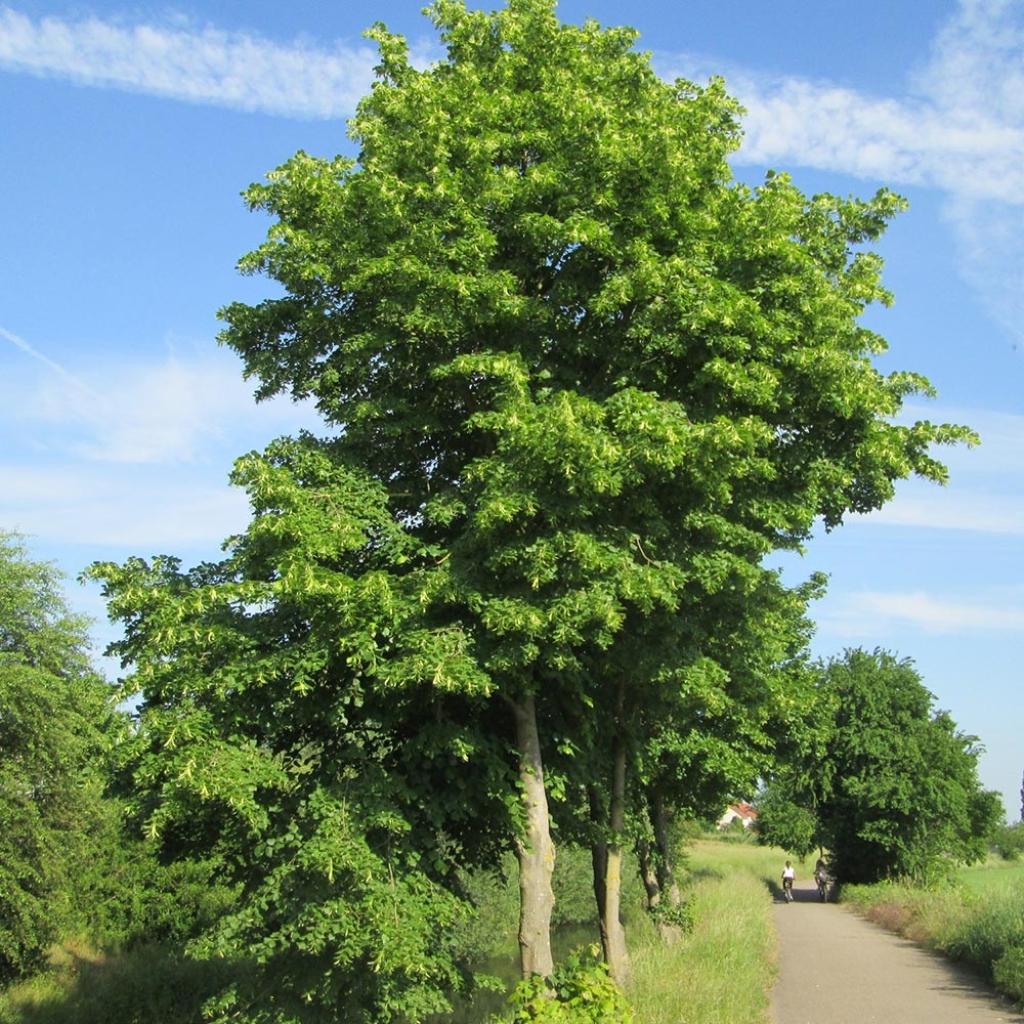 Tilia cordata - Tilleul à petites feuilles - Arbre ornemental classique ...