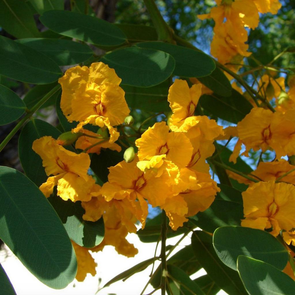 Tipuana tipu - Arbre à fleurs jaunes pour climats doux