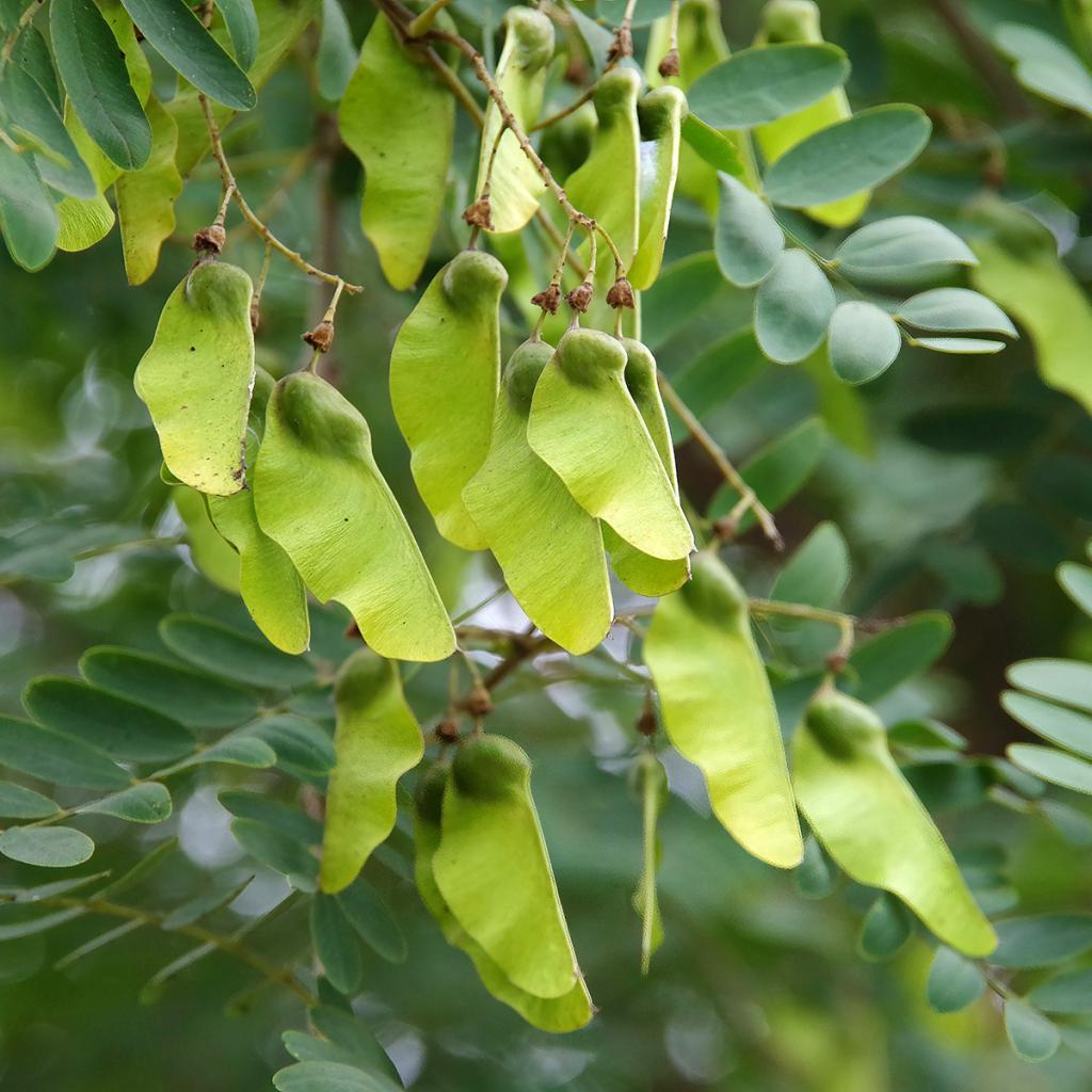 Tipuana tipu - Arbre à fleurs jaunes pour climats doux