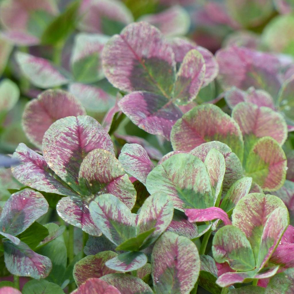 Trifolium Angel Clover Chocolate - trèfle d'ornement à feuilles rose ...