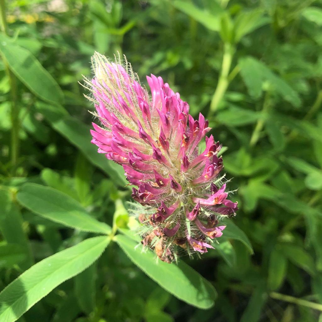 Trifolium rubens - Trèfle rouge vivace ornemental