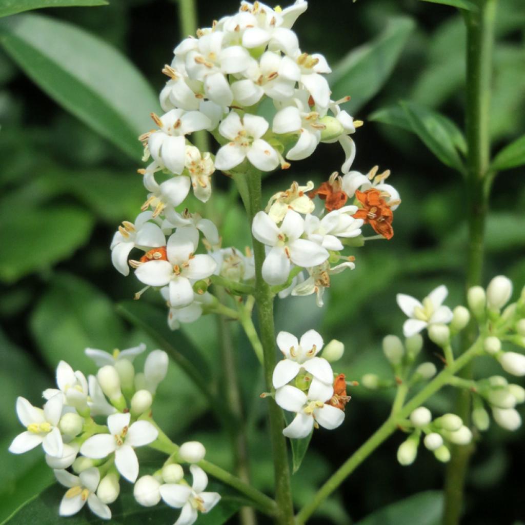 Ligustrum vulgare - Troène commun ou d'Europe - Arbuste de haie