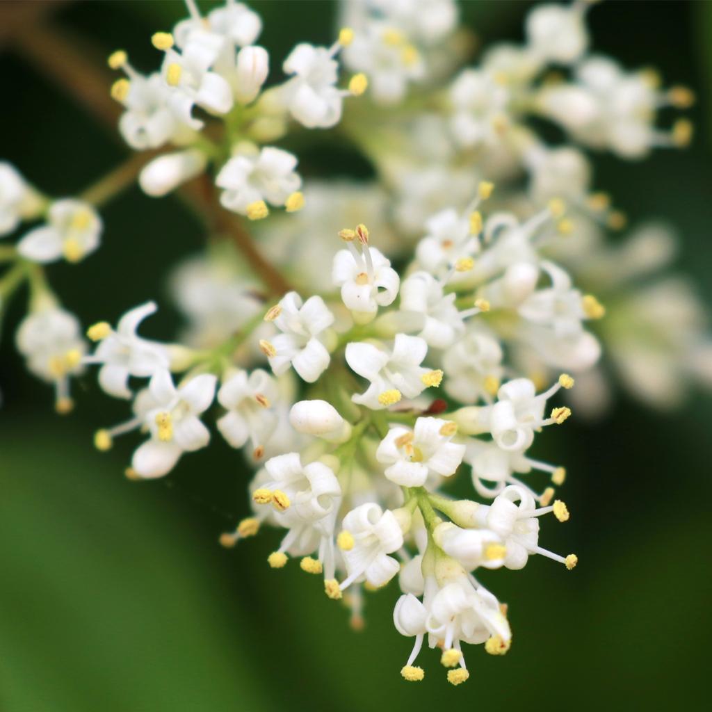 Ligustrum japonicum - Troène du Japon, arbuste à feuillage persistant