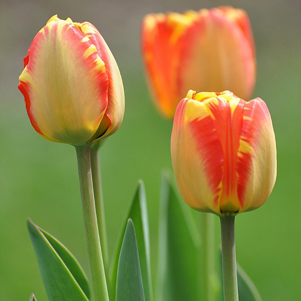 Tulipe Darwin hybride Banja Luka - Bulbe à grande fleur jaune flammée ...