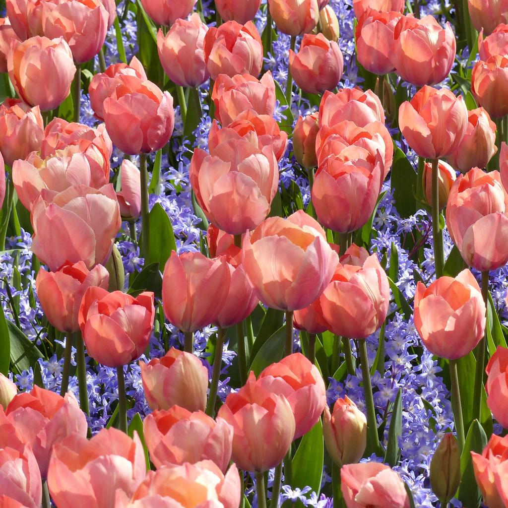 Tulipe Darwin Mystic Van Eijk - Bulbe - Des fleurs rose tendre lavé de ...