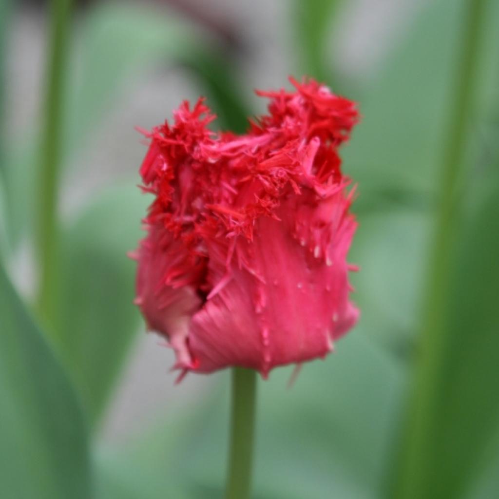 Tulipe dentelée Barbados - Bulbe - Des fleurs rouge intense, très frangée
