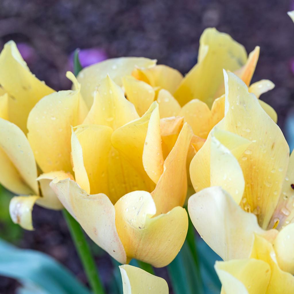 Tulipe batalinii Bright Gem - Tulipe botanique tardive à fleurs jaune ...