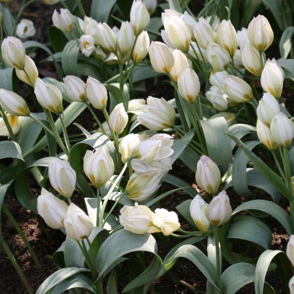 Tulipe botanique Polychroma - Bulbe - Variété à fleurs blanches et ...
