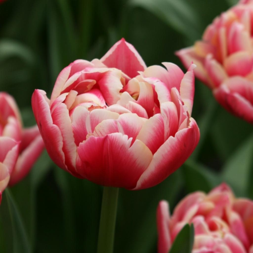 Tulipe double hâtive Columbus - Bulbe - Des fleurs très doubles, rose ...